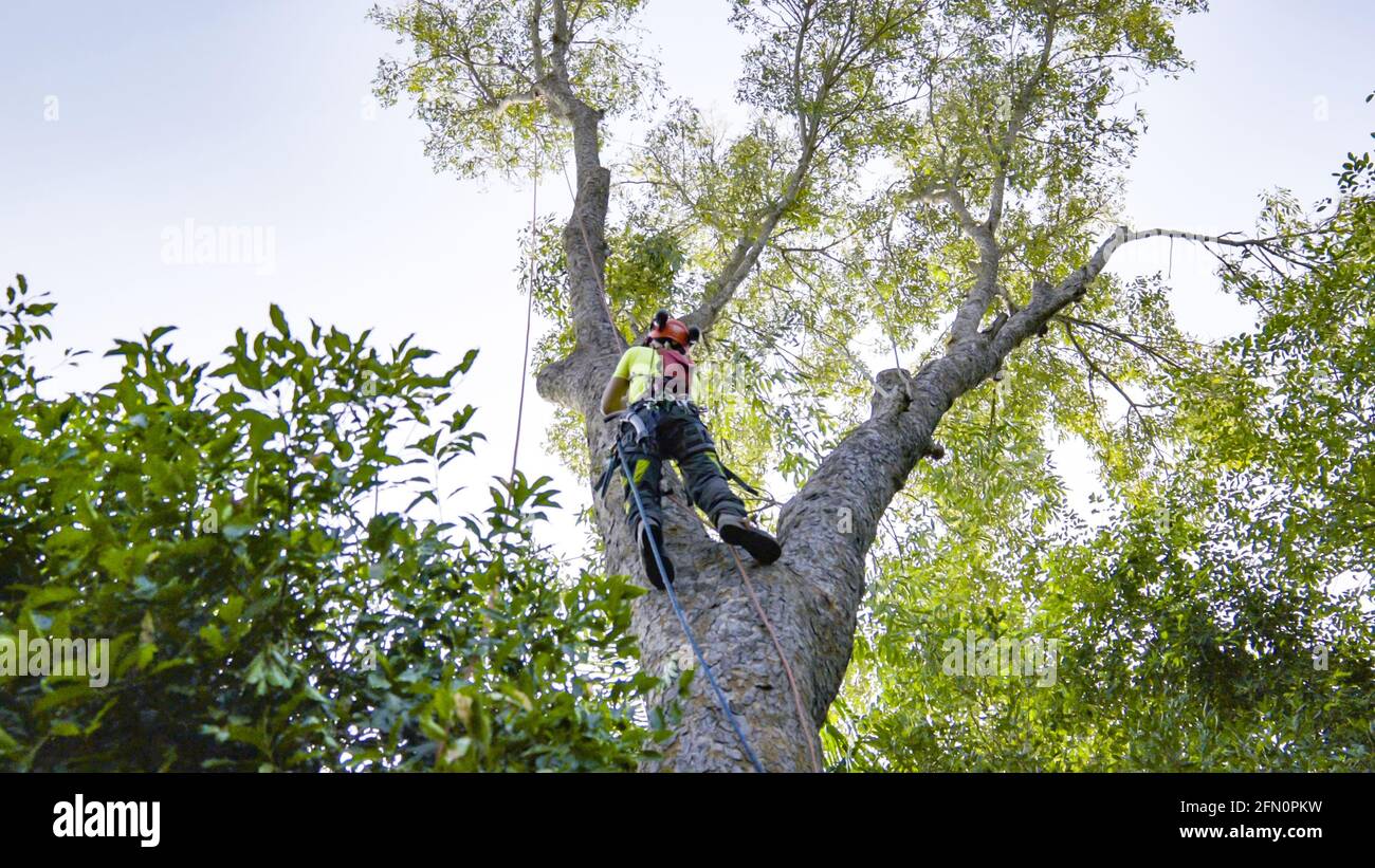 Cutting trees india deforestation hi-res stock photography and images ...