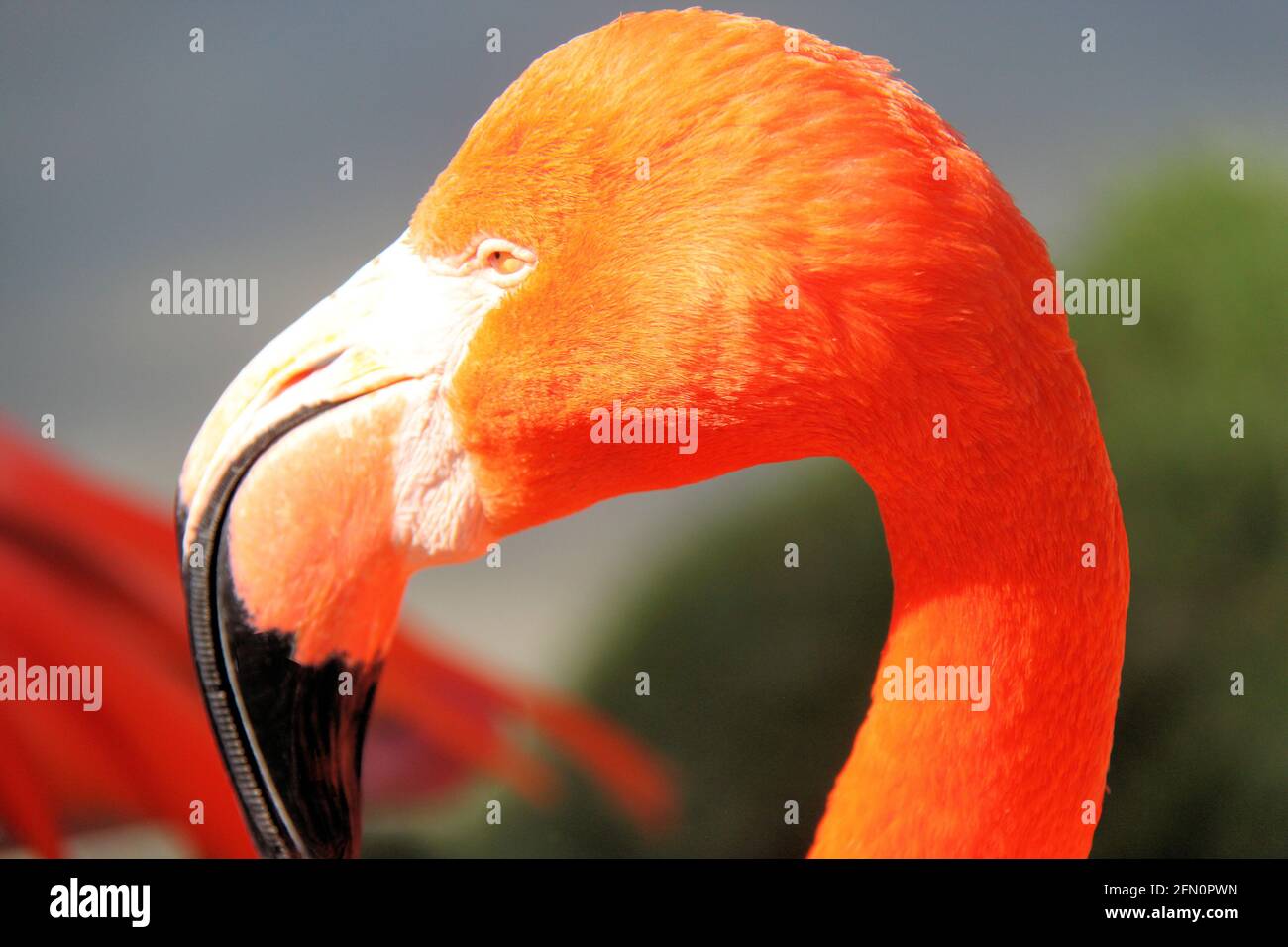 A close up portrait of an orange flamingos head, at the Gladys Porter zoo in Brownsville, Texas ...