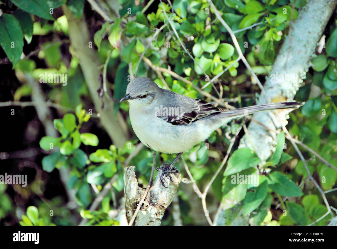 A mockingbird is perching on a branch at the World Birding and nature ...