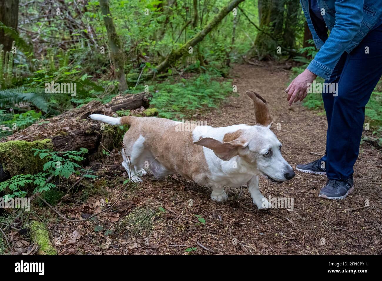 Issaquah, Washington, USA. Opie, an elderly Basset Hound with lymphoma ...