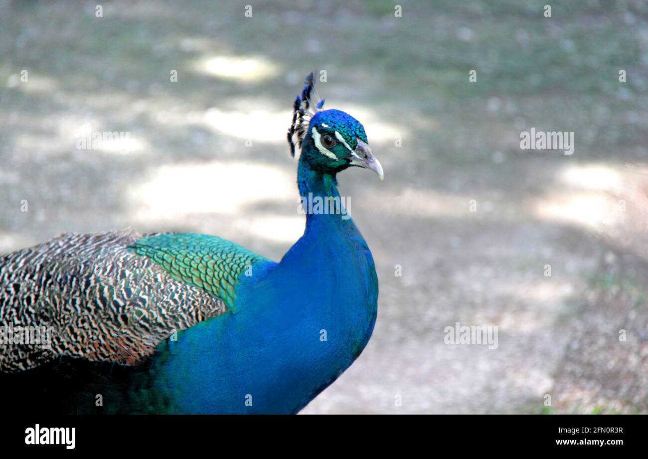 Peacock of jamaica hi-res stock photography and images - Alamy