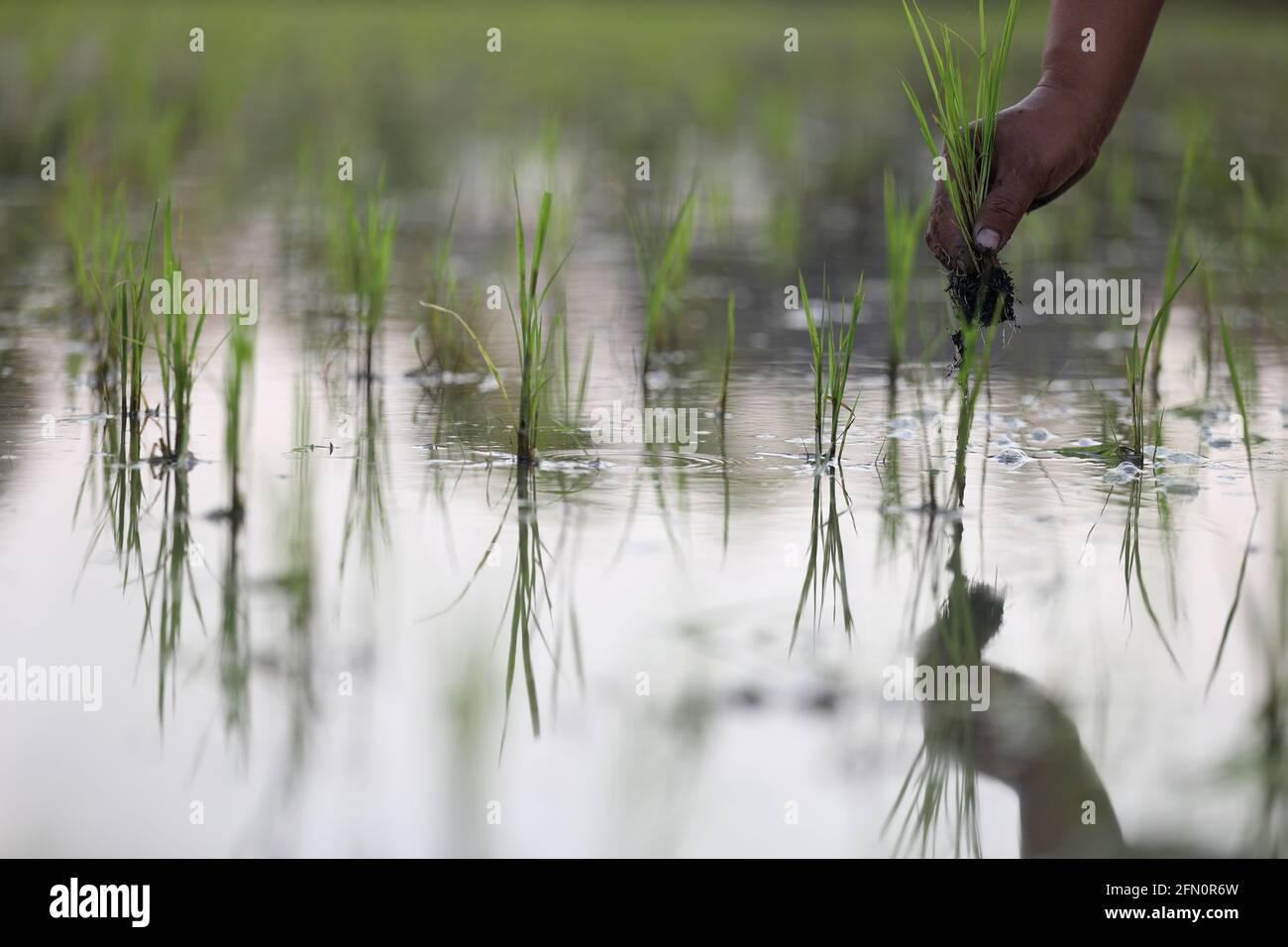 Farmer rice planting on water Stock Photo - Alamy