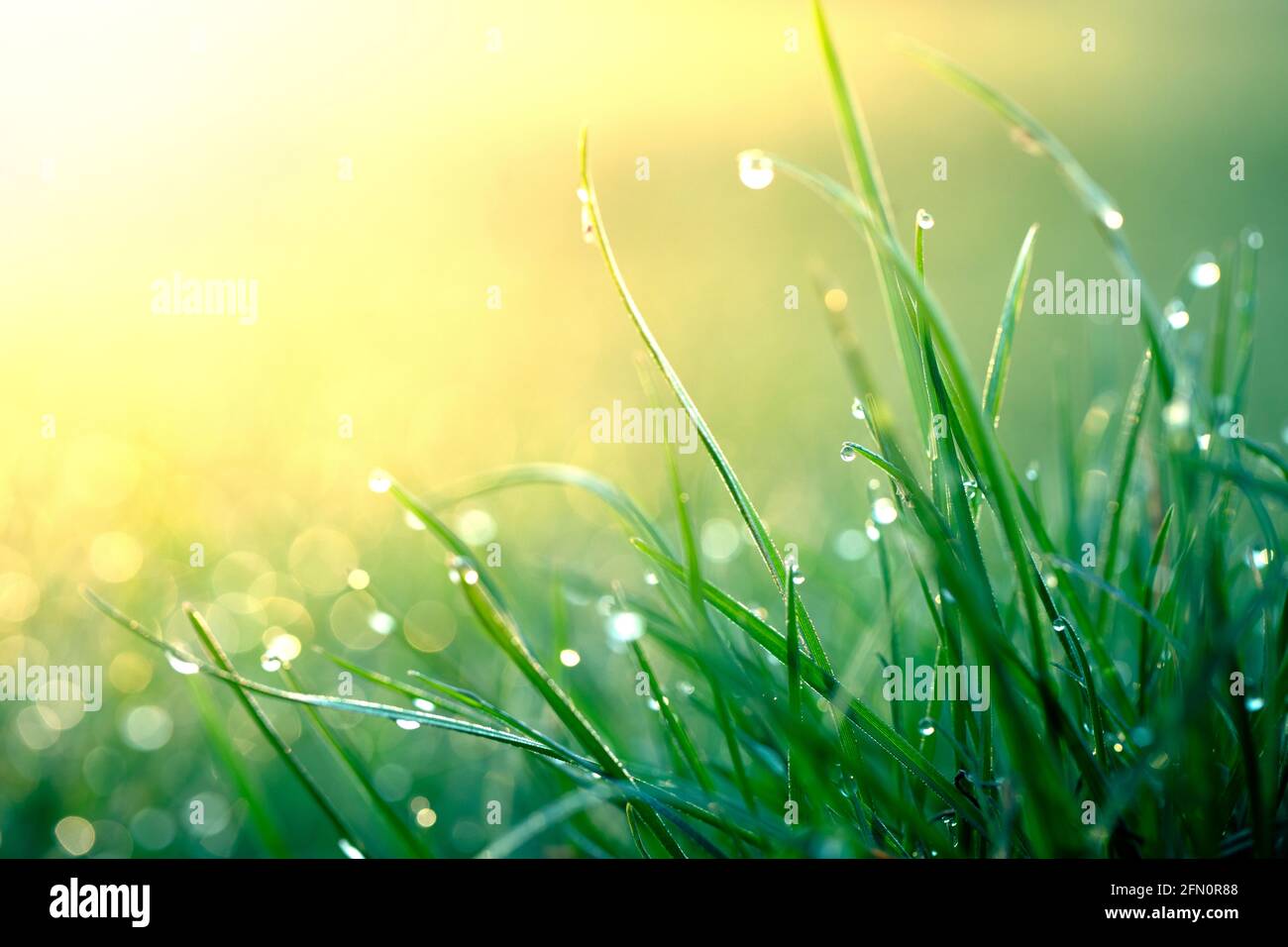 Summer background, dew drops on green grass Stock Photo - Alamy