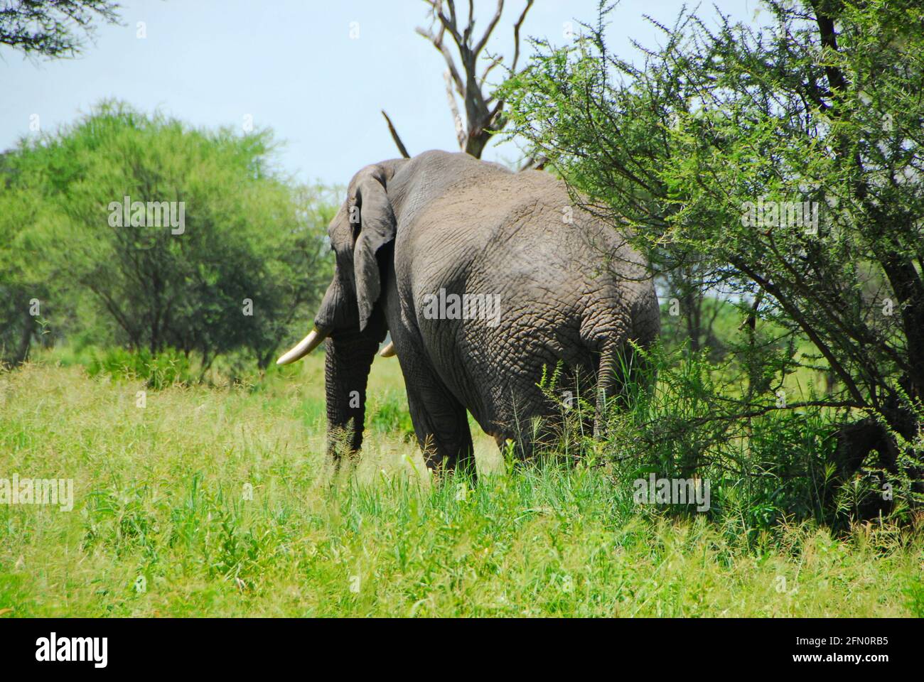 Elephant tails hi-res stock photography and images - Alamy