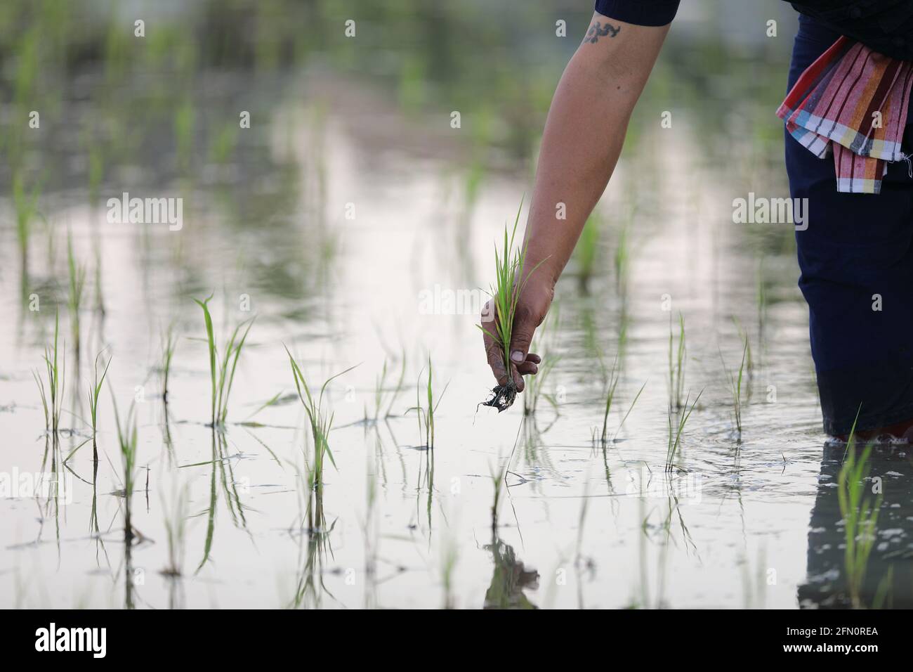 Farmer rice planting on water Stock Photo - Alamy