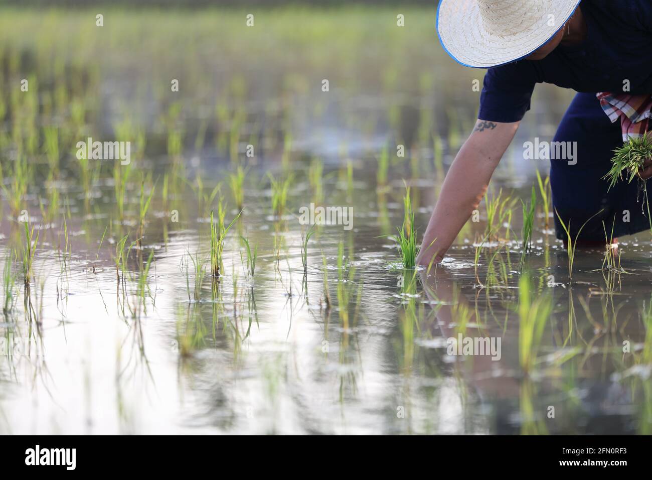 Farmer rice planting on water Stock Photo - Alamy
