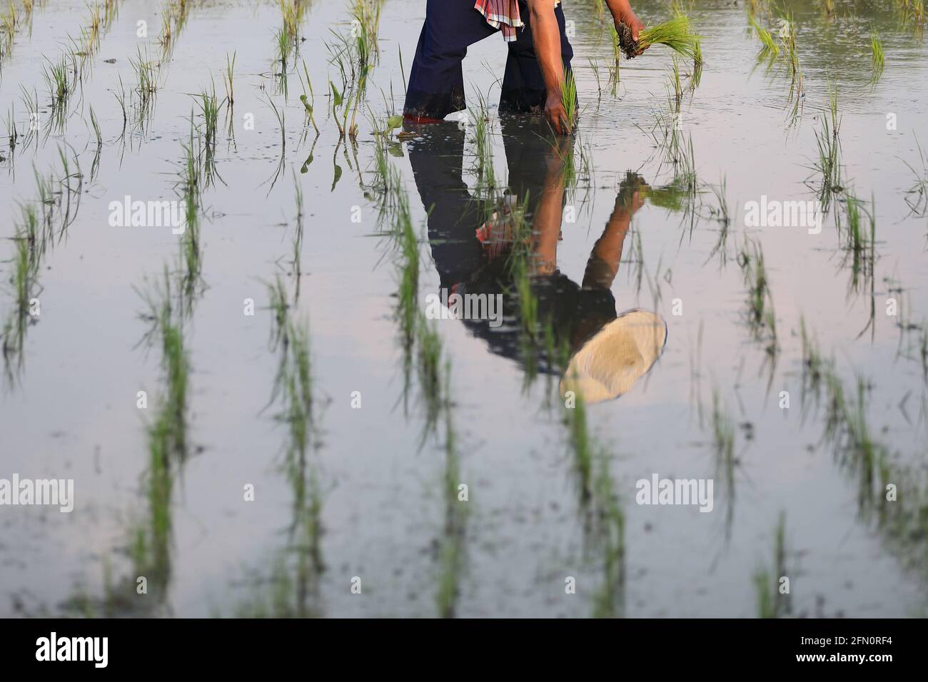 Farmer rice planting on water Stock Photo - Alamy