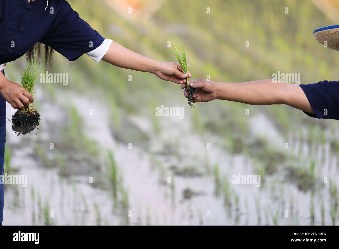 Farmer rice planting on water Stock Photo - Alamy