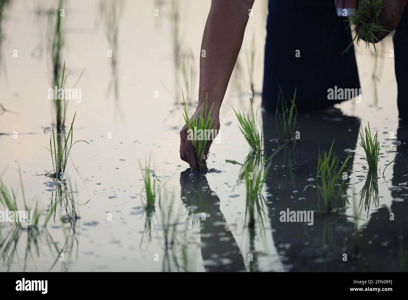 Farmer rice planting on water Stock Photo - Alamy