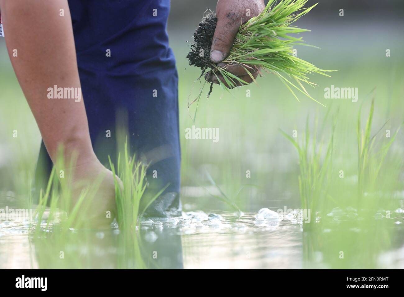 Farmer rice planting on water Stock Photo - Alamy