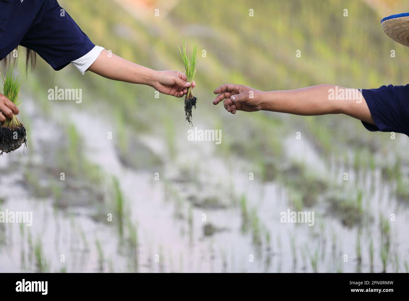 Farmer rice planting on water Stock Photo - Alamy