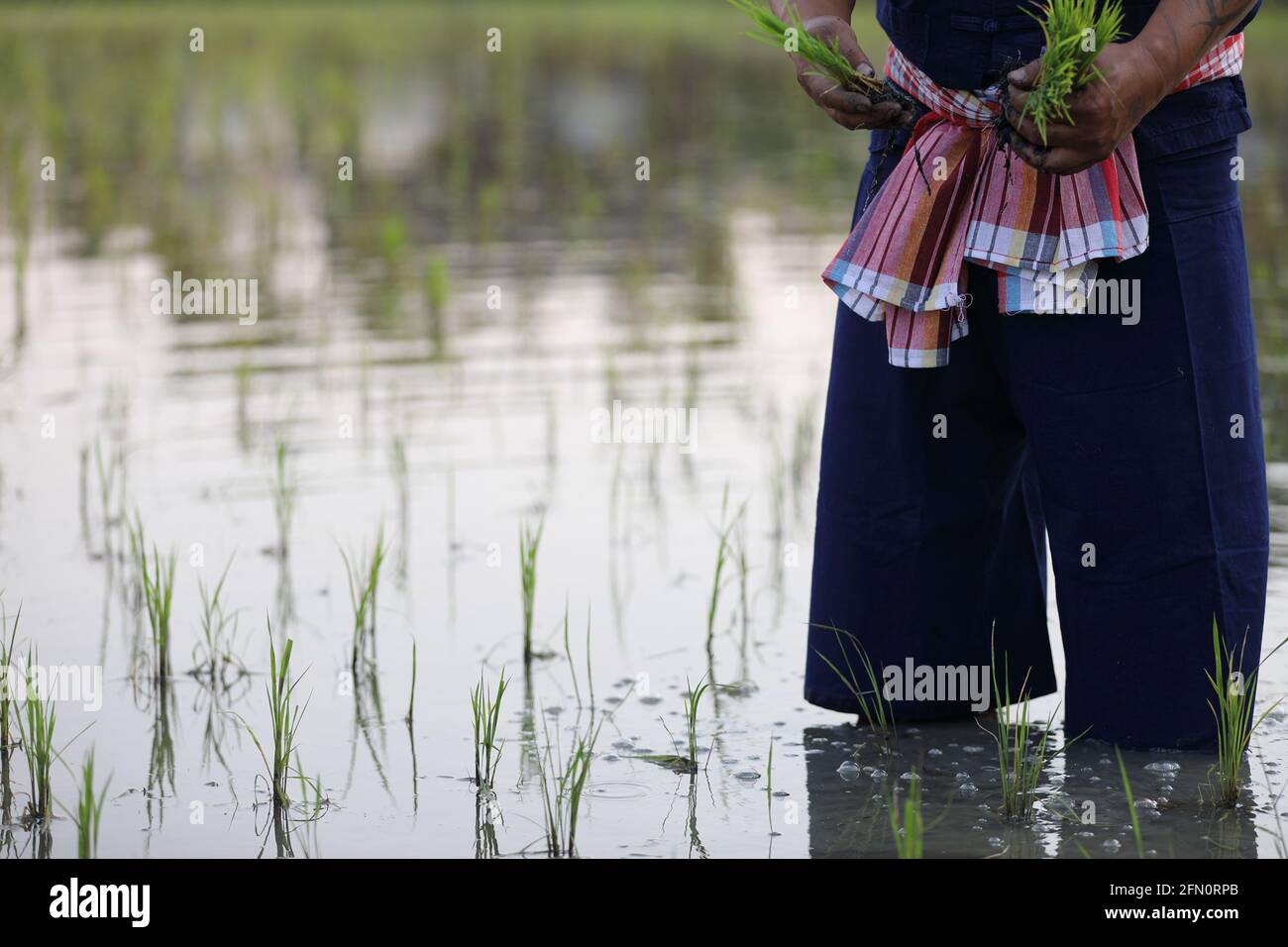 Farmer rice planting on water Stock Photo - Alamy