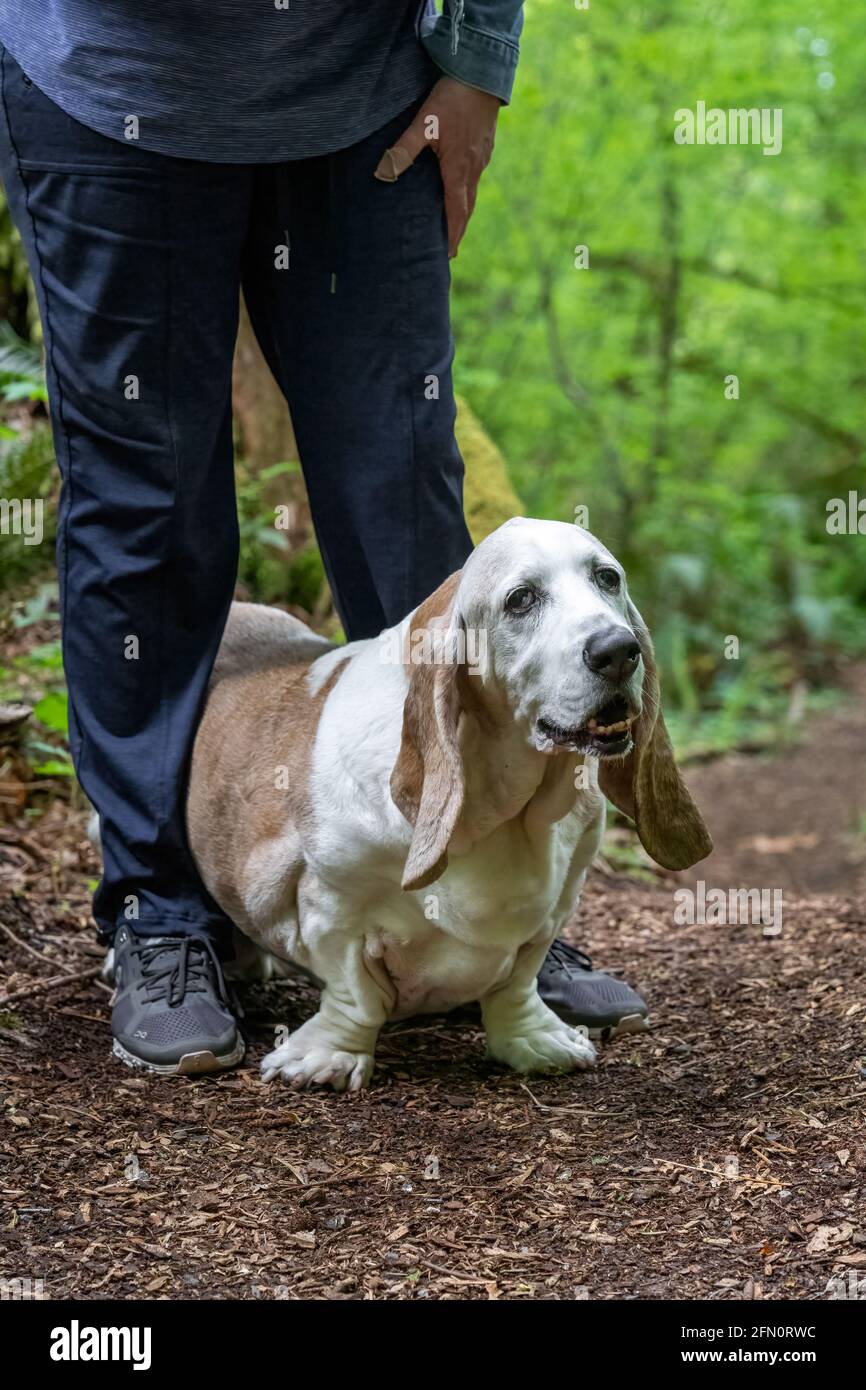 Dog between legs hi-res stock photography and images - Alamy
