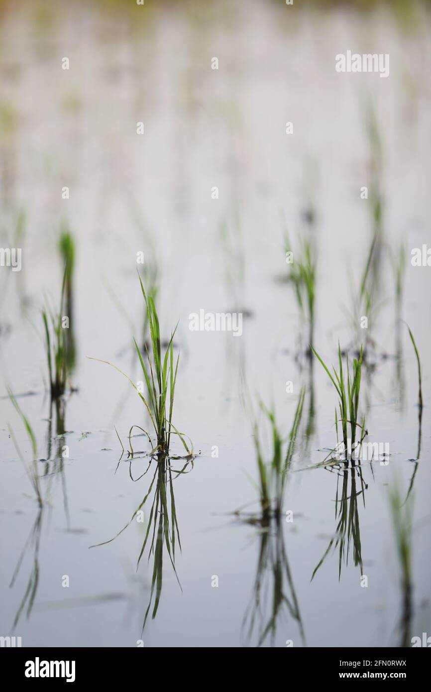Rice plant hi-res stock photography and images - Alamy