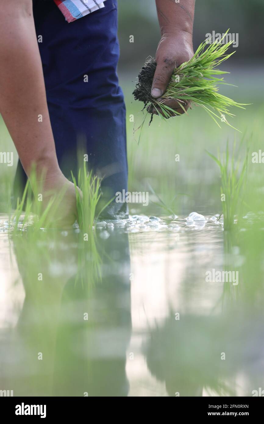 Farmer rice planting on water Stock Photo - Alamy