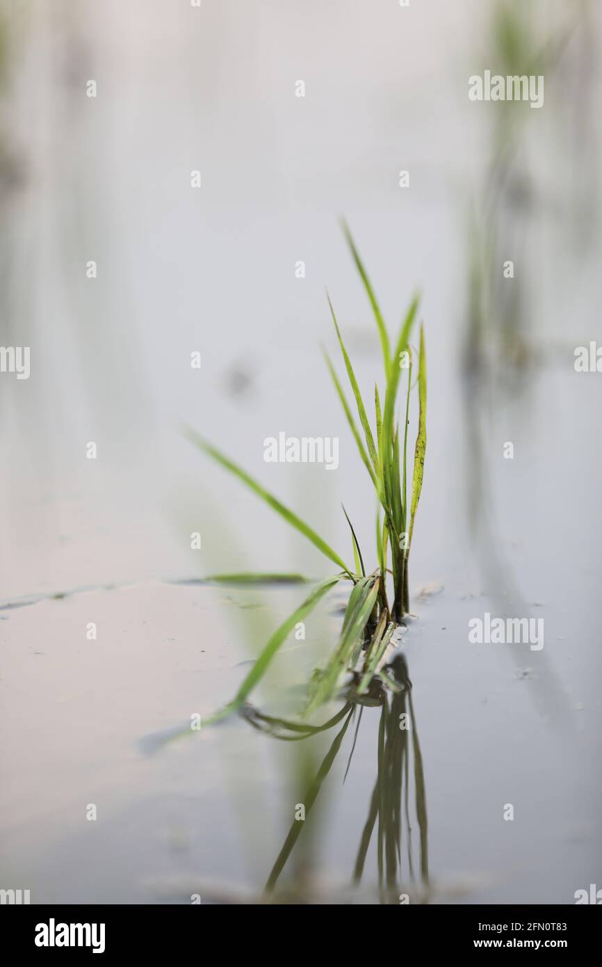 Green Head rice plant wheat on water Stock Photo - Alamy