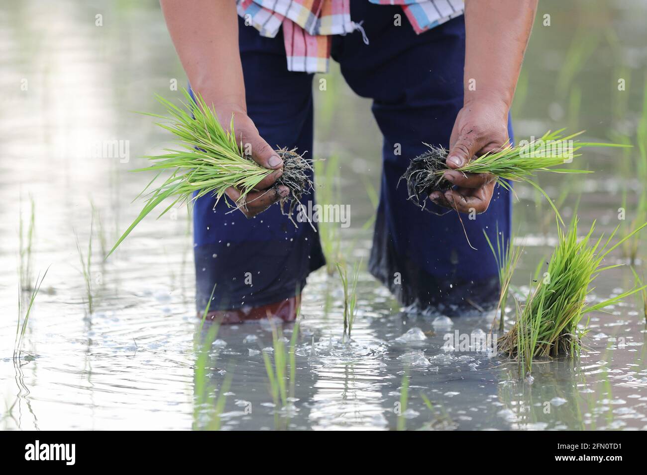 Farmer rice planting on water Stock Photo - Alamy
