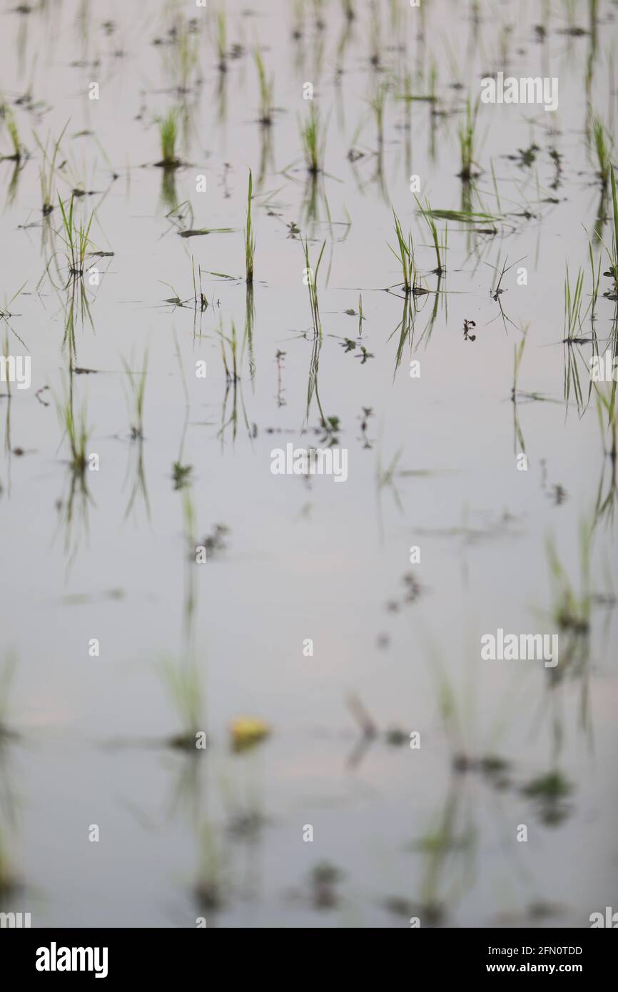 Head of rice hi-res stock photography and images - Alamy