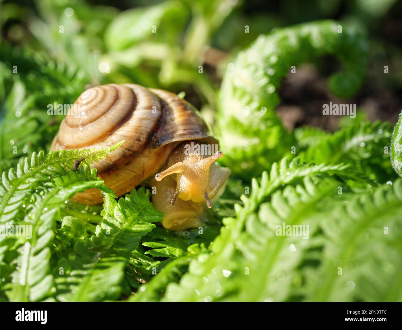 Wildlife photography crawling animals hi-res stock photography and ...