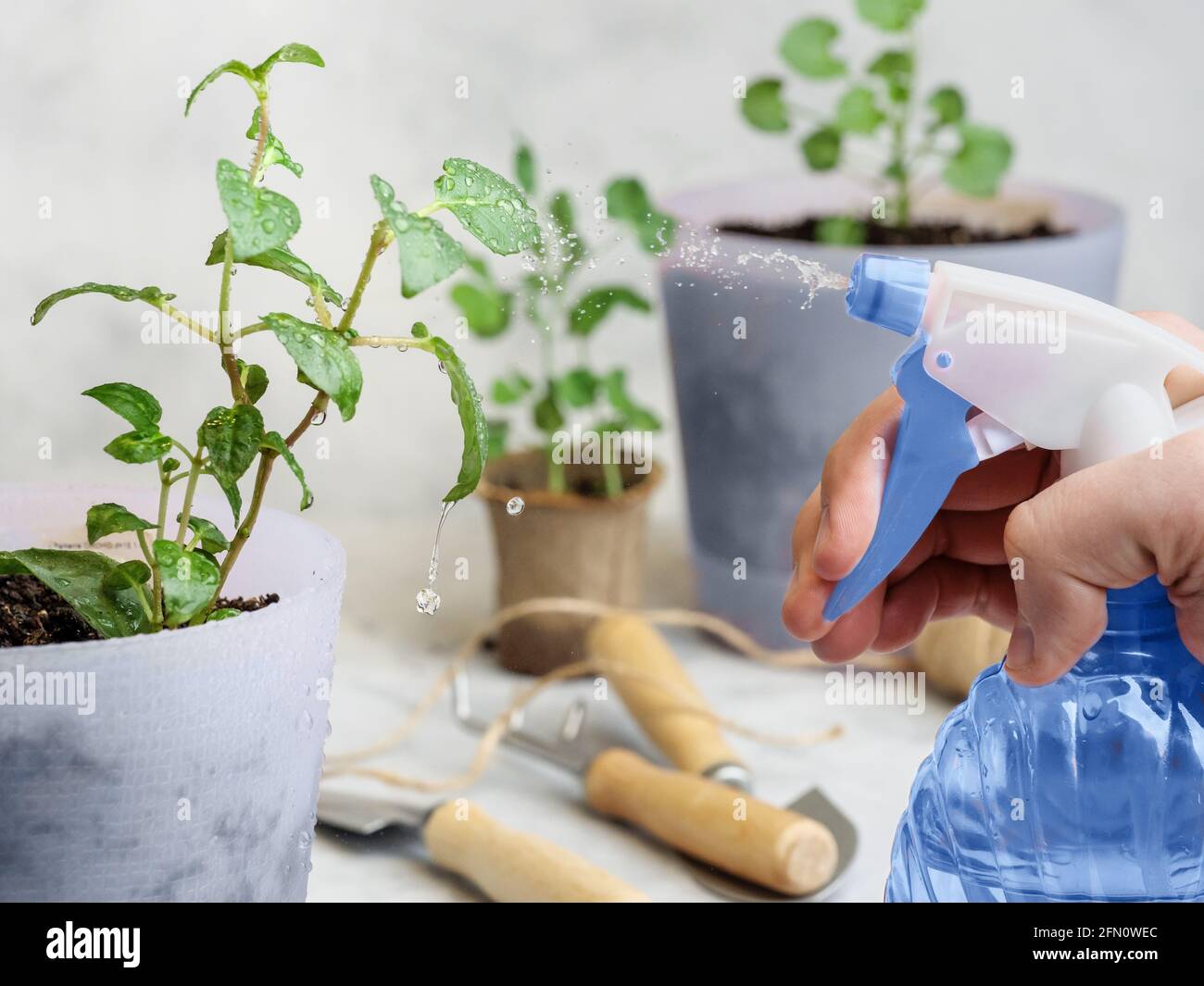Spraying potted plants with water from a blue spray bottle. On a light ...