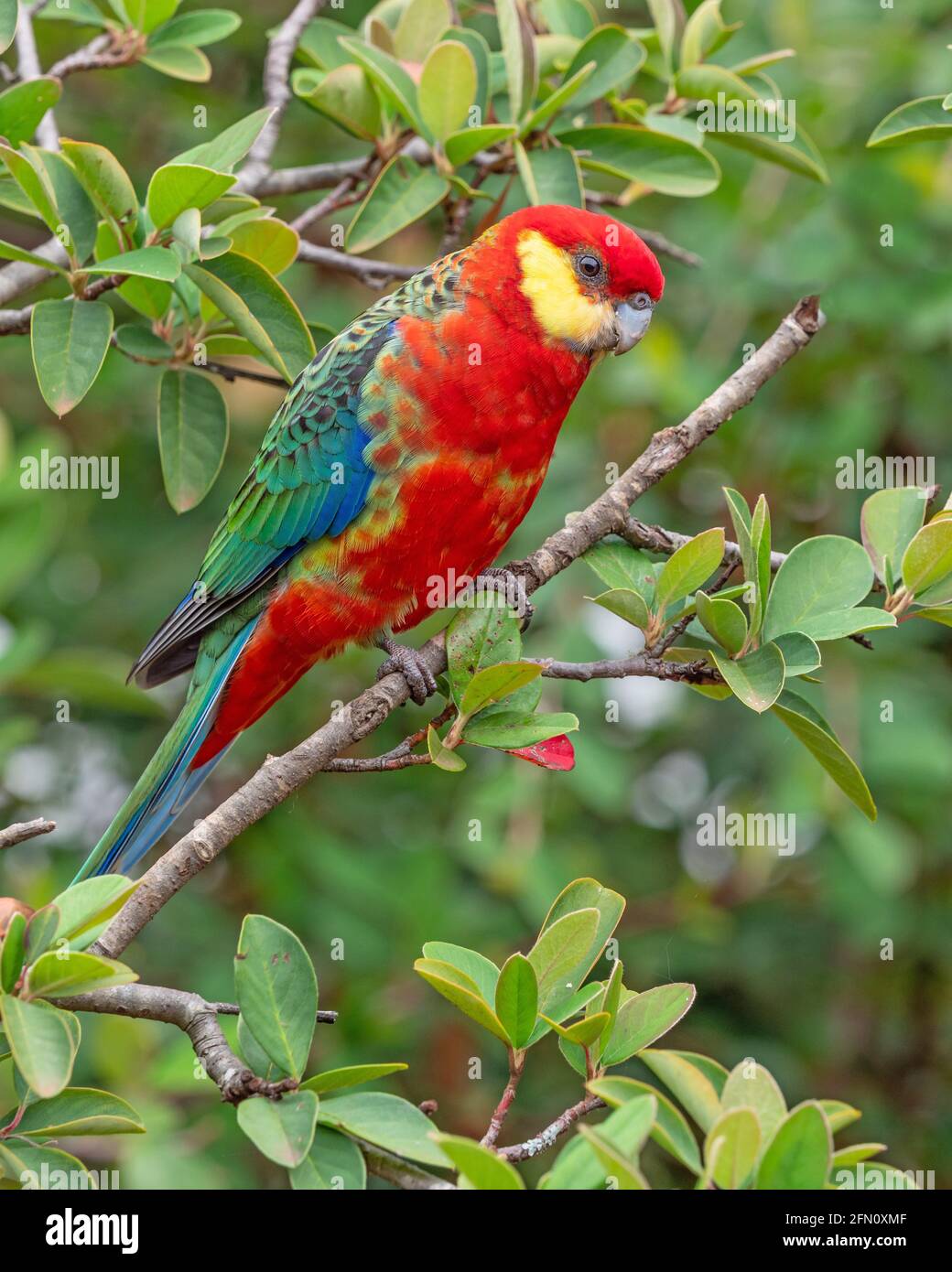 Western rosellas hi-res stock photography and images - Alamy