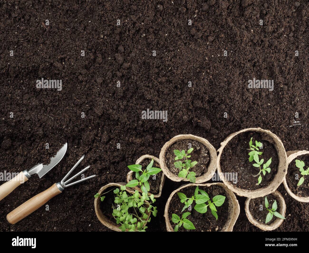 Peat seedlings and garden tools are on the ground. Top view. Copy space ...