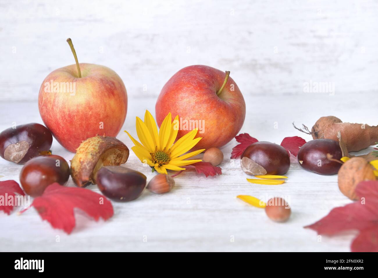 red apples, brown, yellow flowers with leaves in autumnal still life on ...