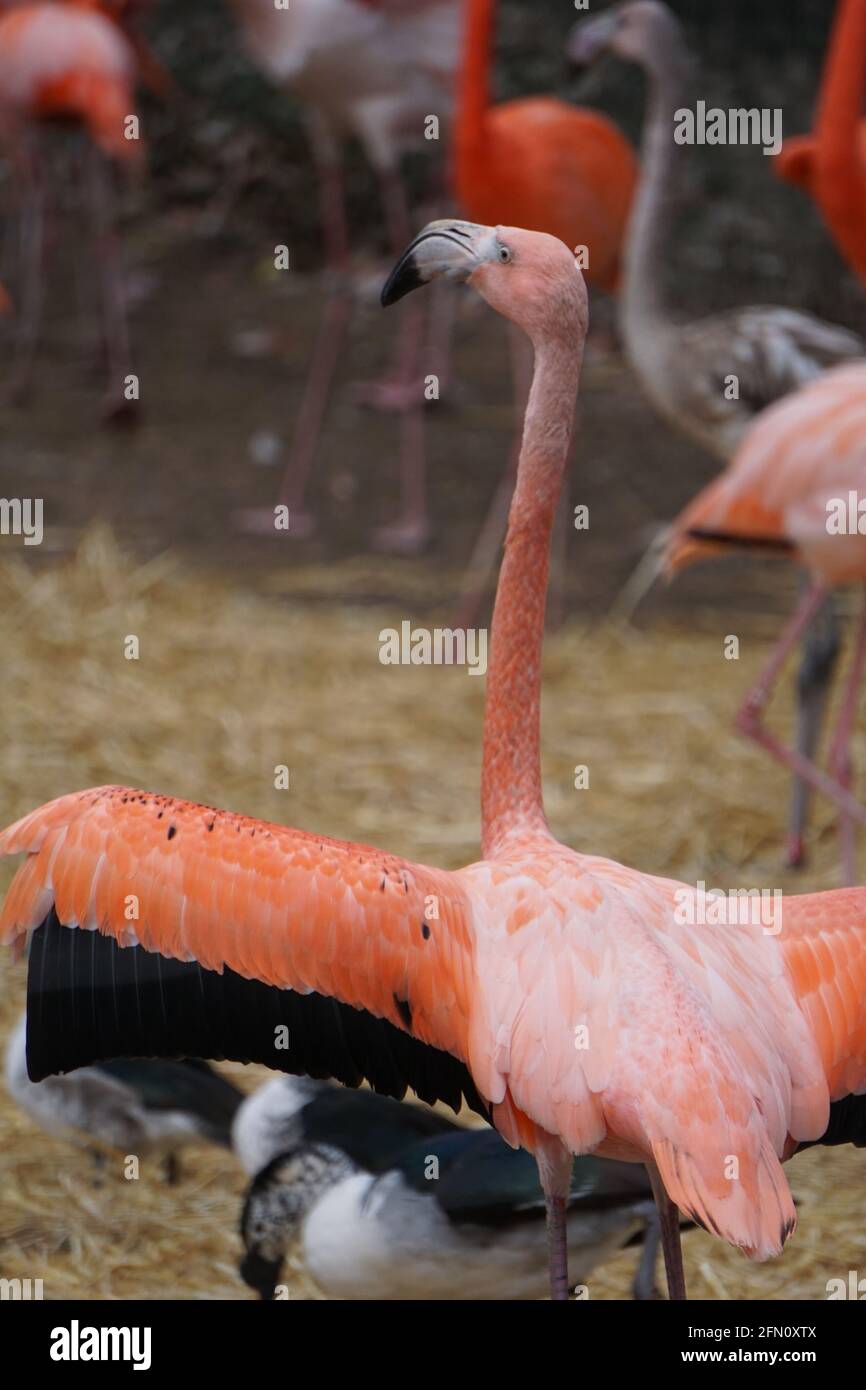 Vertical shot of pink flamingo wings flapping Stock Photo - Alamy