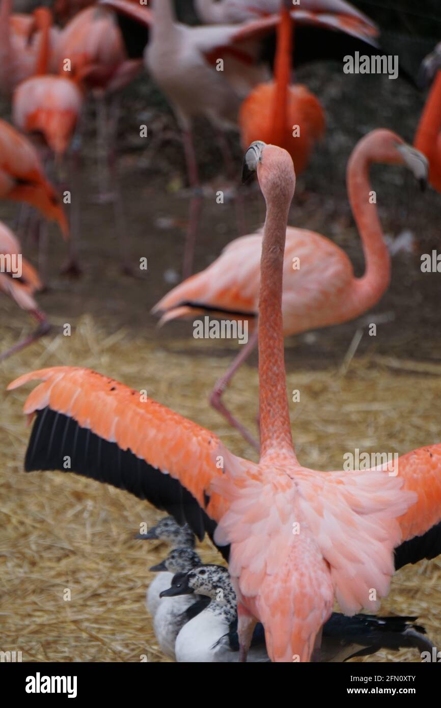 Vertical shot of pink flamingo wings flapping Stock Photo - Alamy