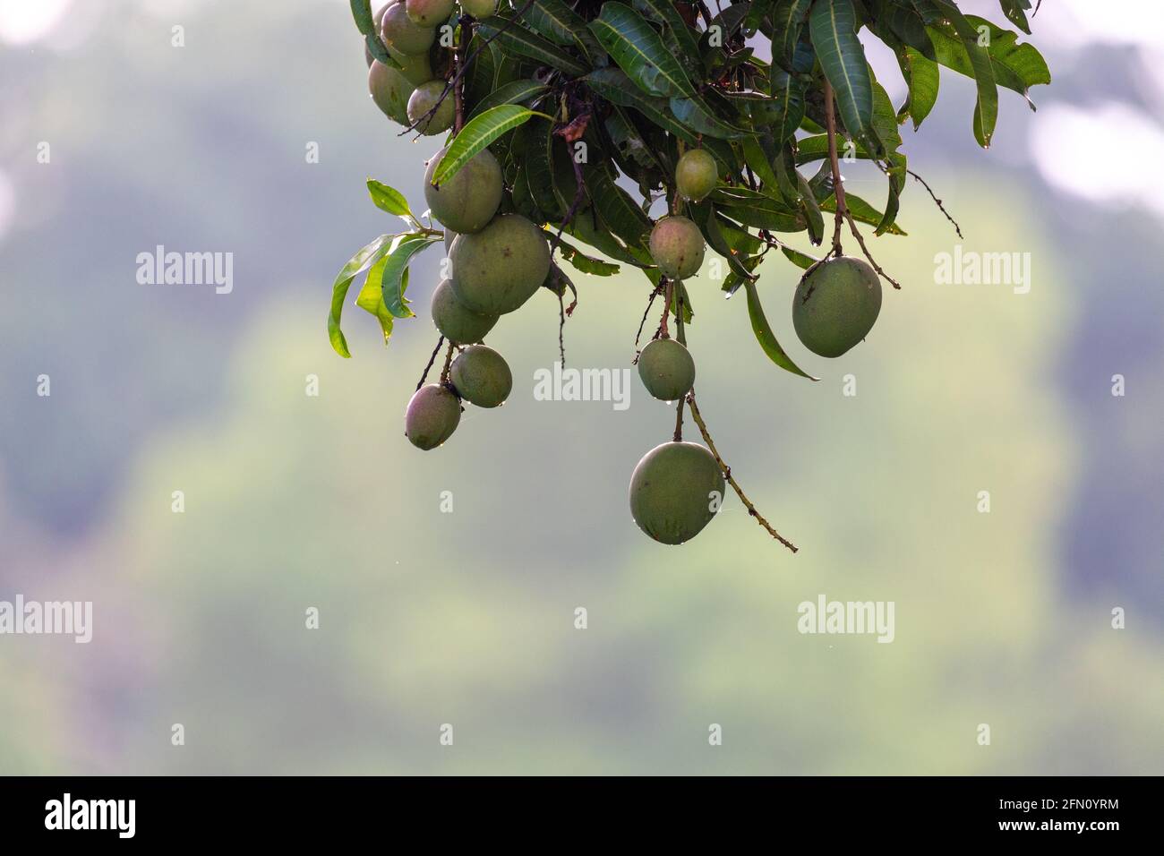Mangoes hanging in Mango tree with rain drops in it Stock Photo - Alamy