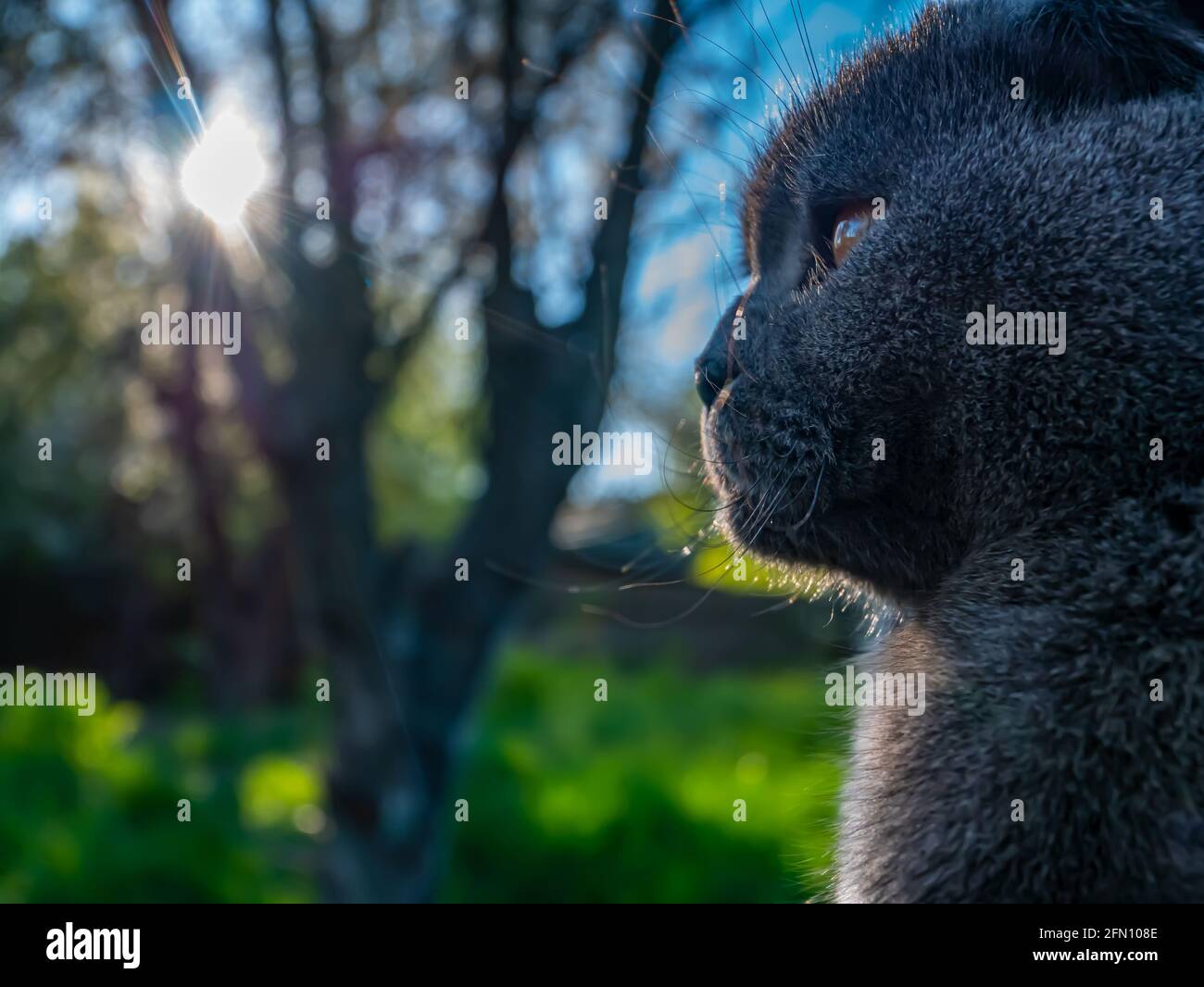 Head profile of a Scottish Fold cat in a ray of sun. Breed Scottish ...