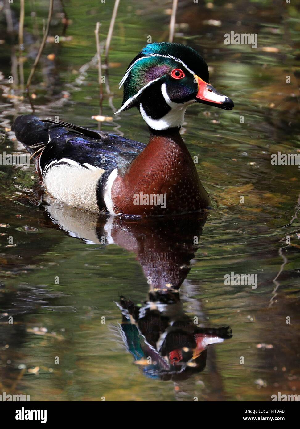 Reflection of duck hi-res stock photography and images - Alamy