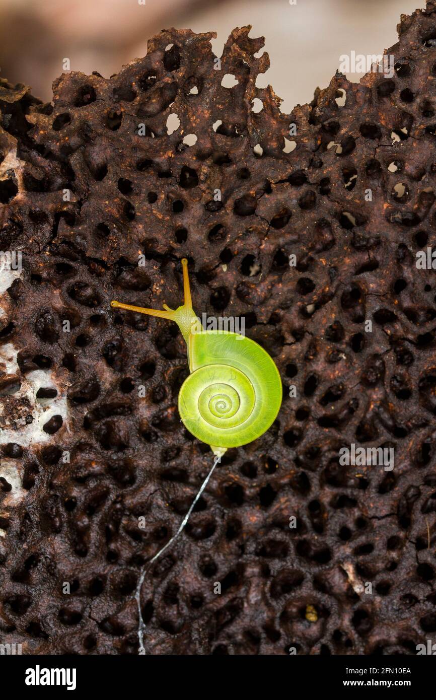 Green Snail (Rhinocochlis nasuta) as the name implies has a bright ...