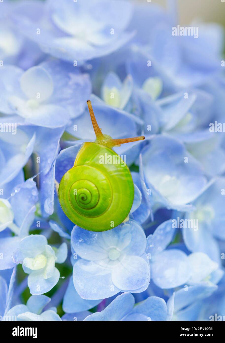 Green Snail (Rhinocochlis nasuta) as the name implies has a bright ...