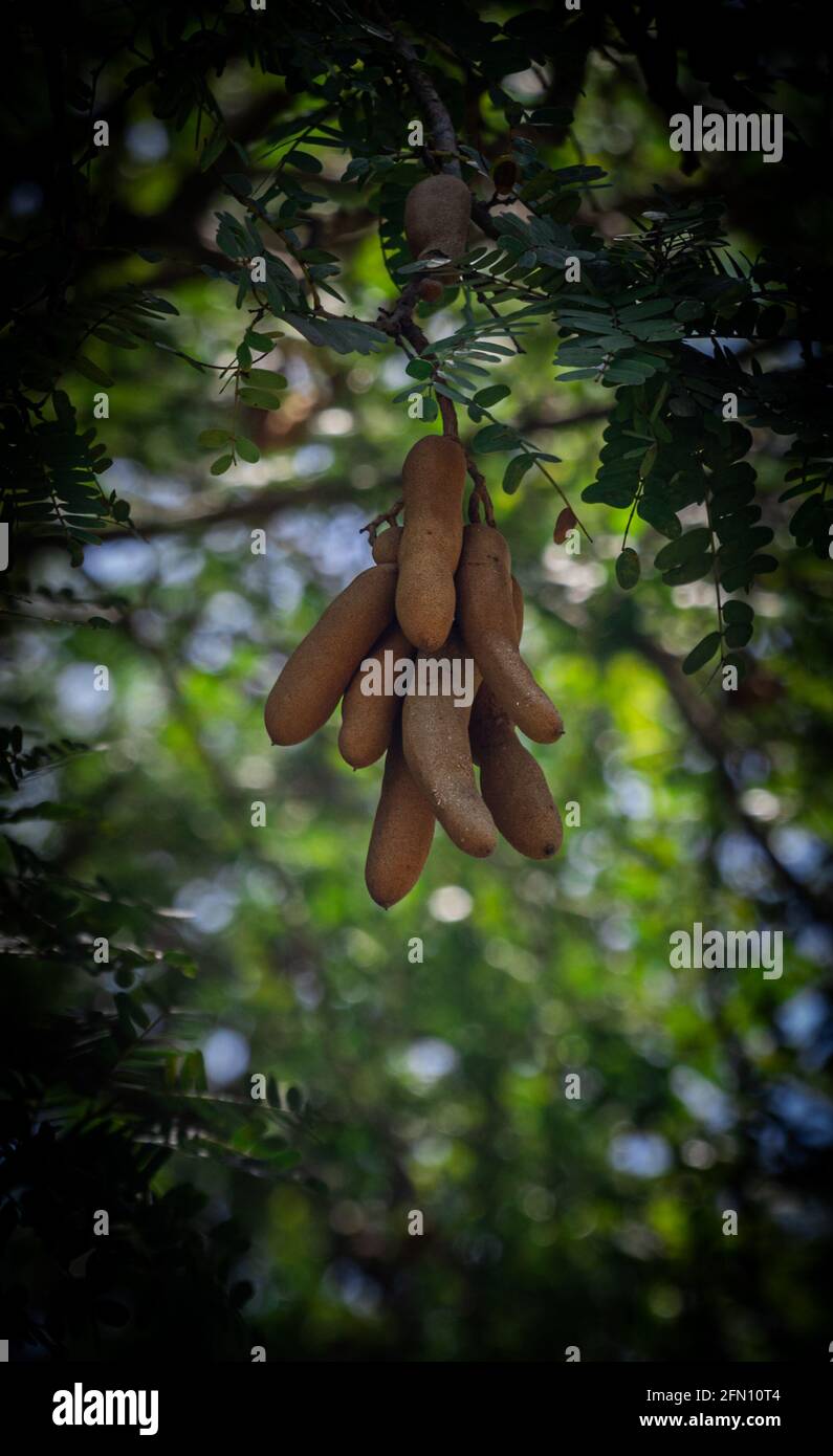 Fresh Tamarind grows in large trees in tropical southern parts of Sri ...
