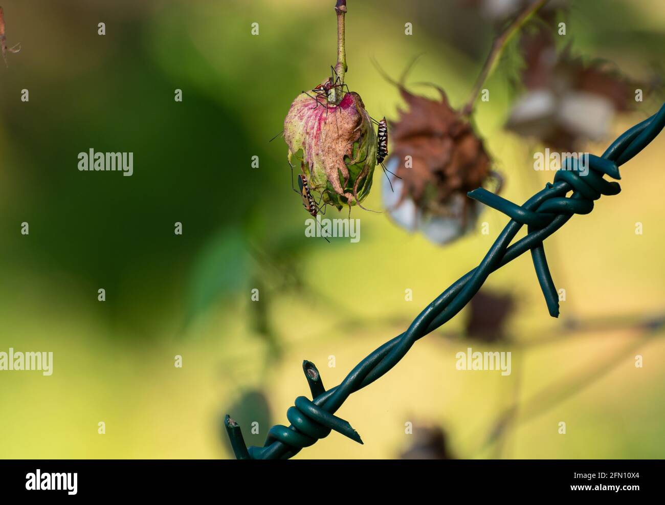 Raw cotton tree seeds and a barbed-wire fence close up Stock Photo - Alamy
