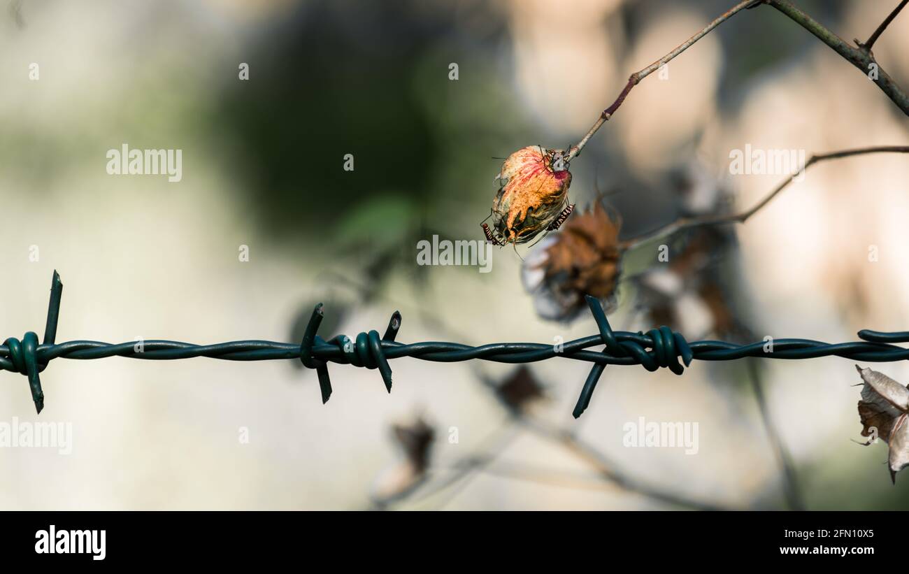 Cottonwood seeds hi-res stock photography and images - Alamy