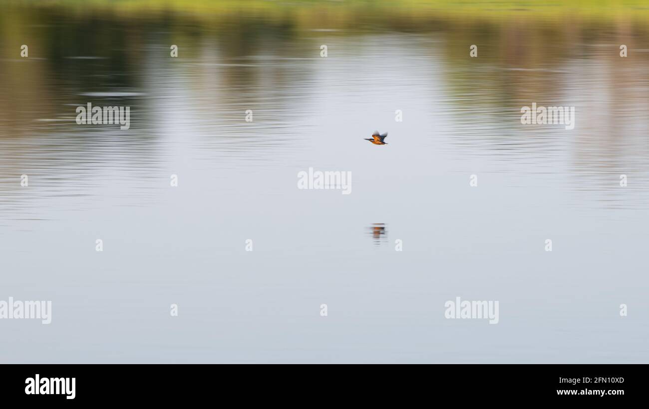 Fast flying bird in motion over the lake water surface Stock Photo - Alamy