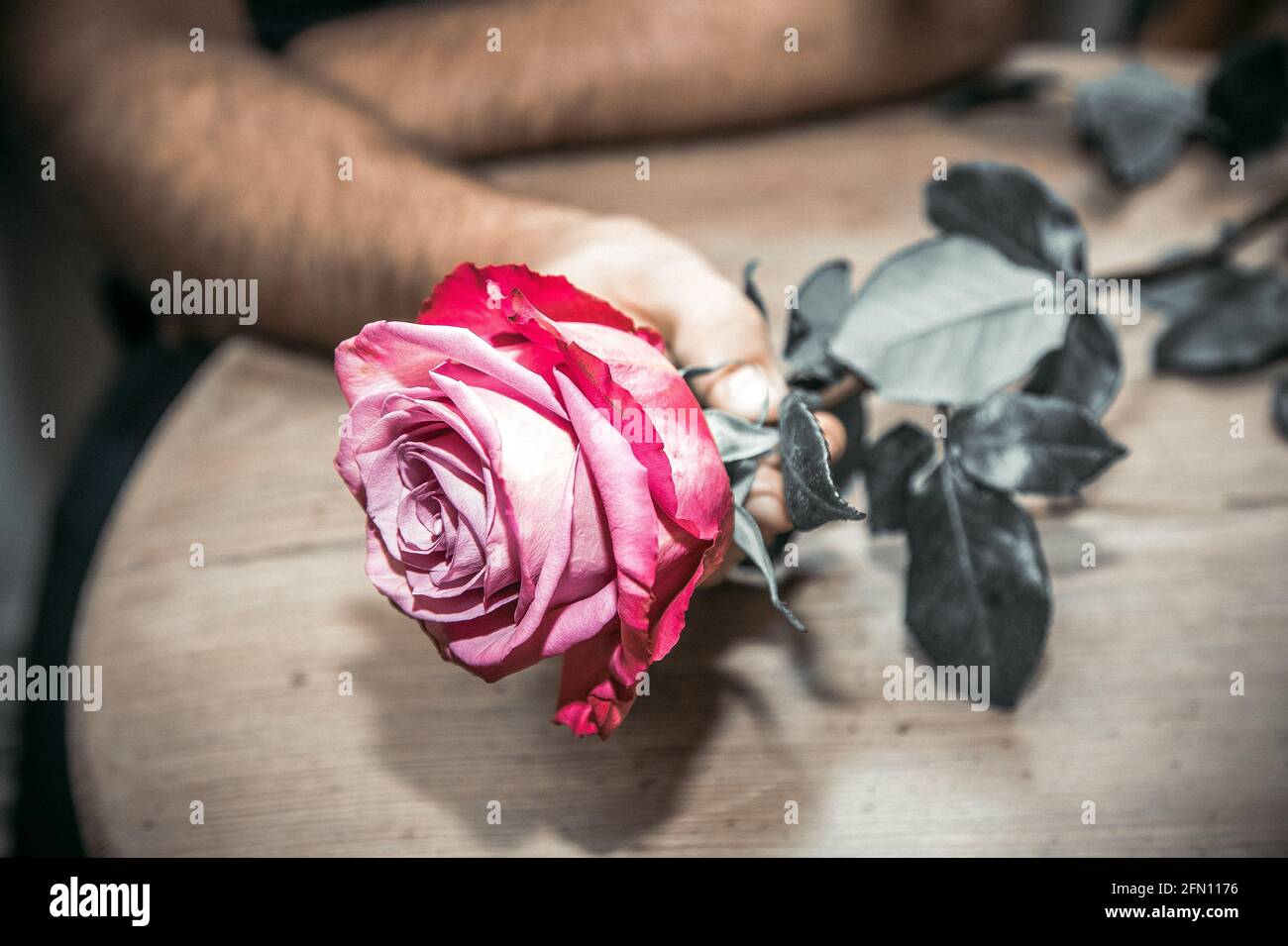 Love stories. A rose given by a man in love Stock Photo - Alamy