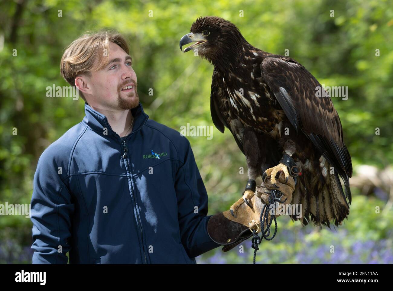 Falconer Charlie Rolle looks at Chief, a 10-month-old white-tailed sea ...