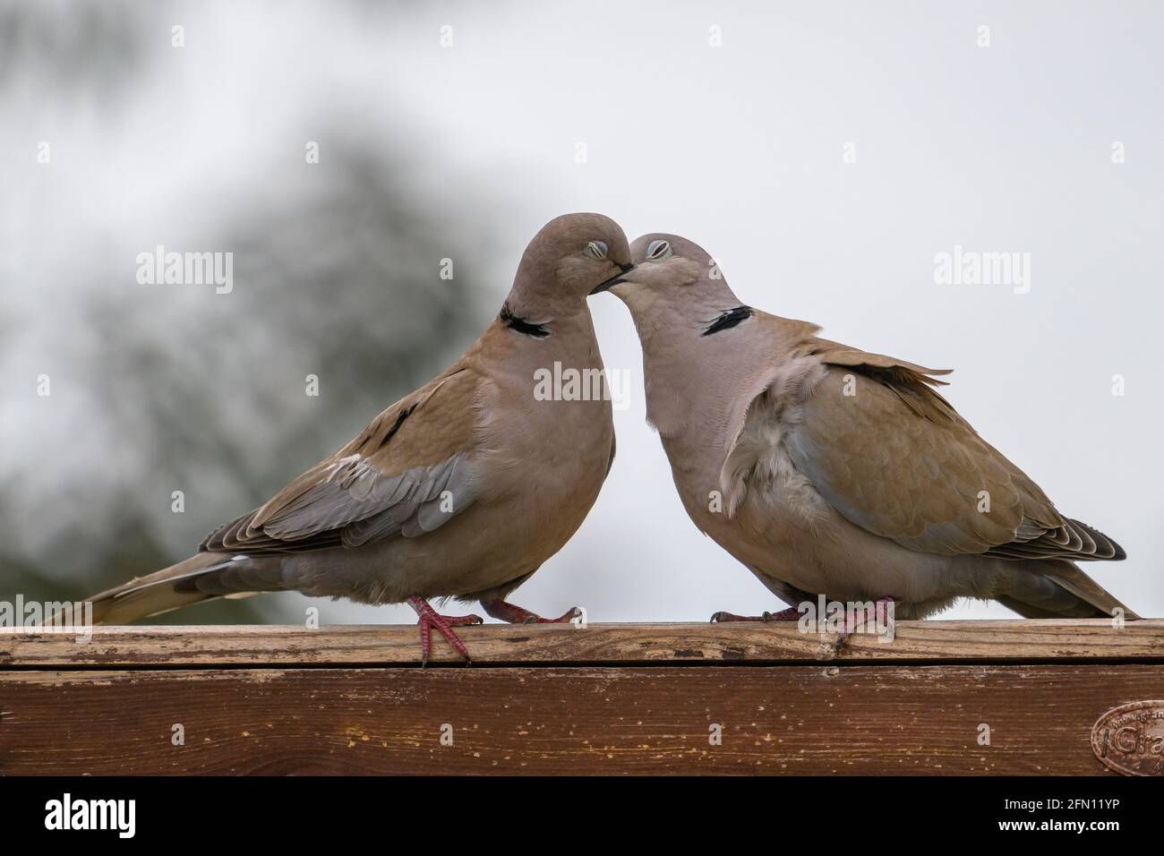 Two doves kissing on a fence Stock Photo - Alamy