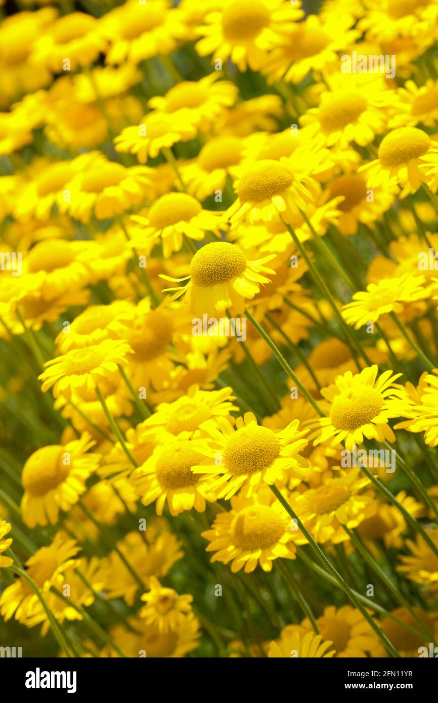 Helenium helena gold hi-res stock photography and images - Alamy