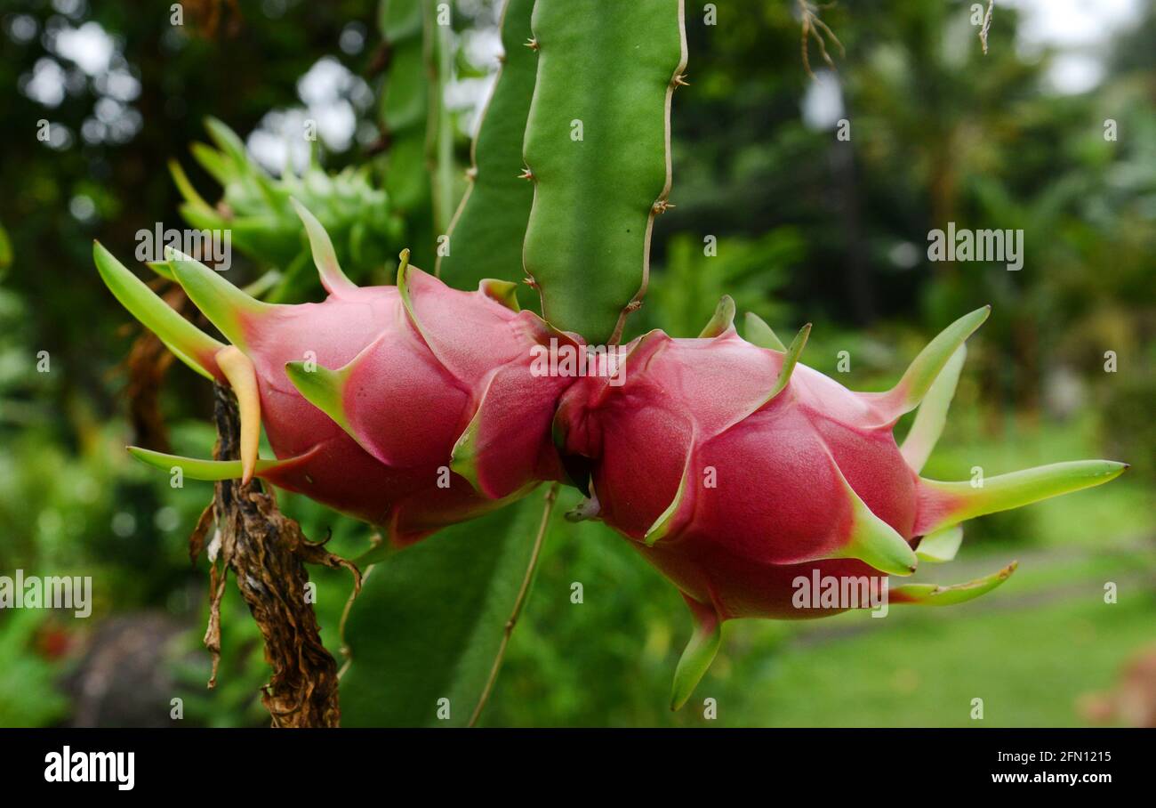 Pitaya / Dragon Fruit farm in Bicol, The Philippines Stock Photo - Alamy