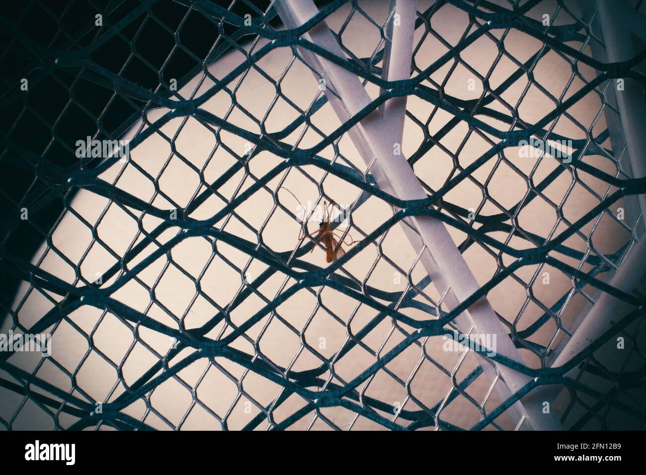 Dead mosquito inside an electronic racket device Stock Photo - Alamy