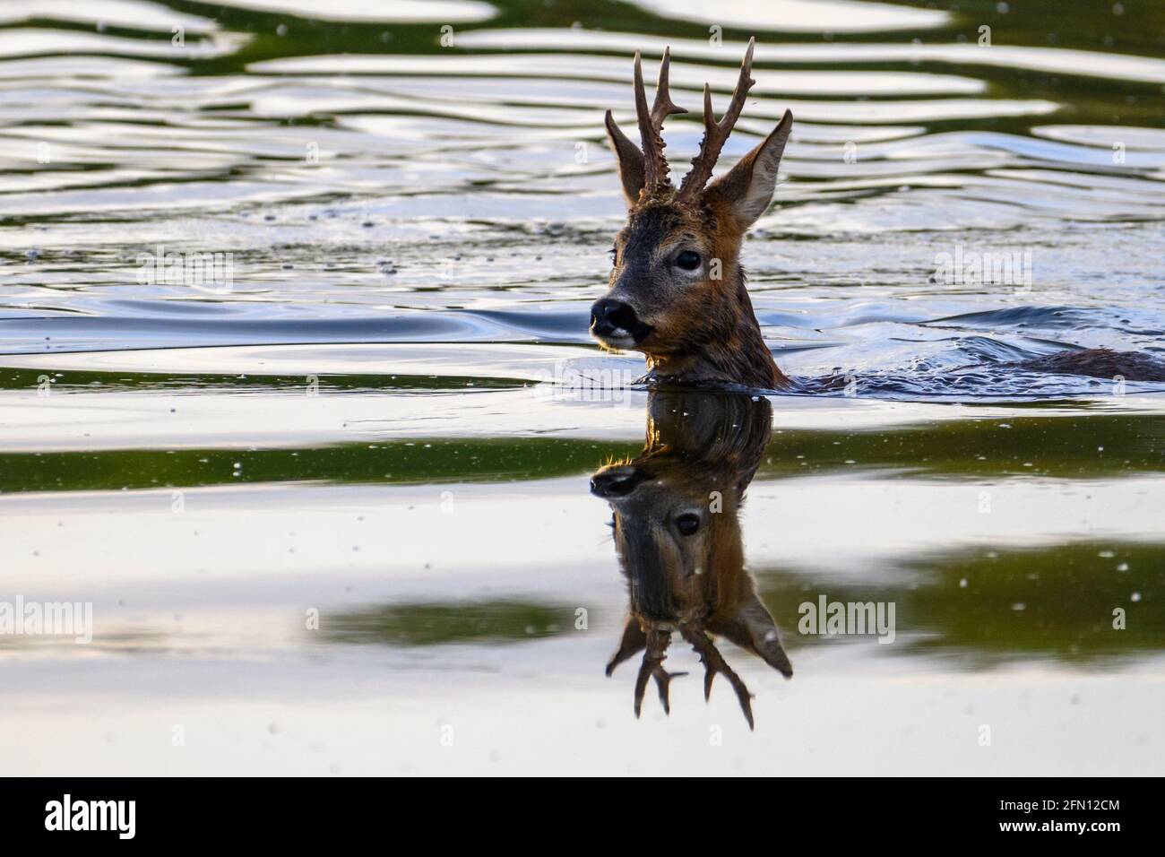 Deer swimming hi-res stock photography and images - Alamy