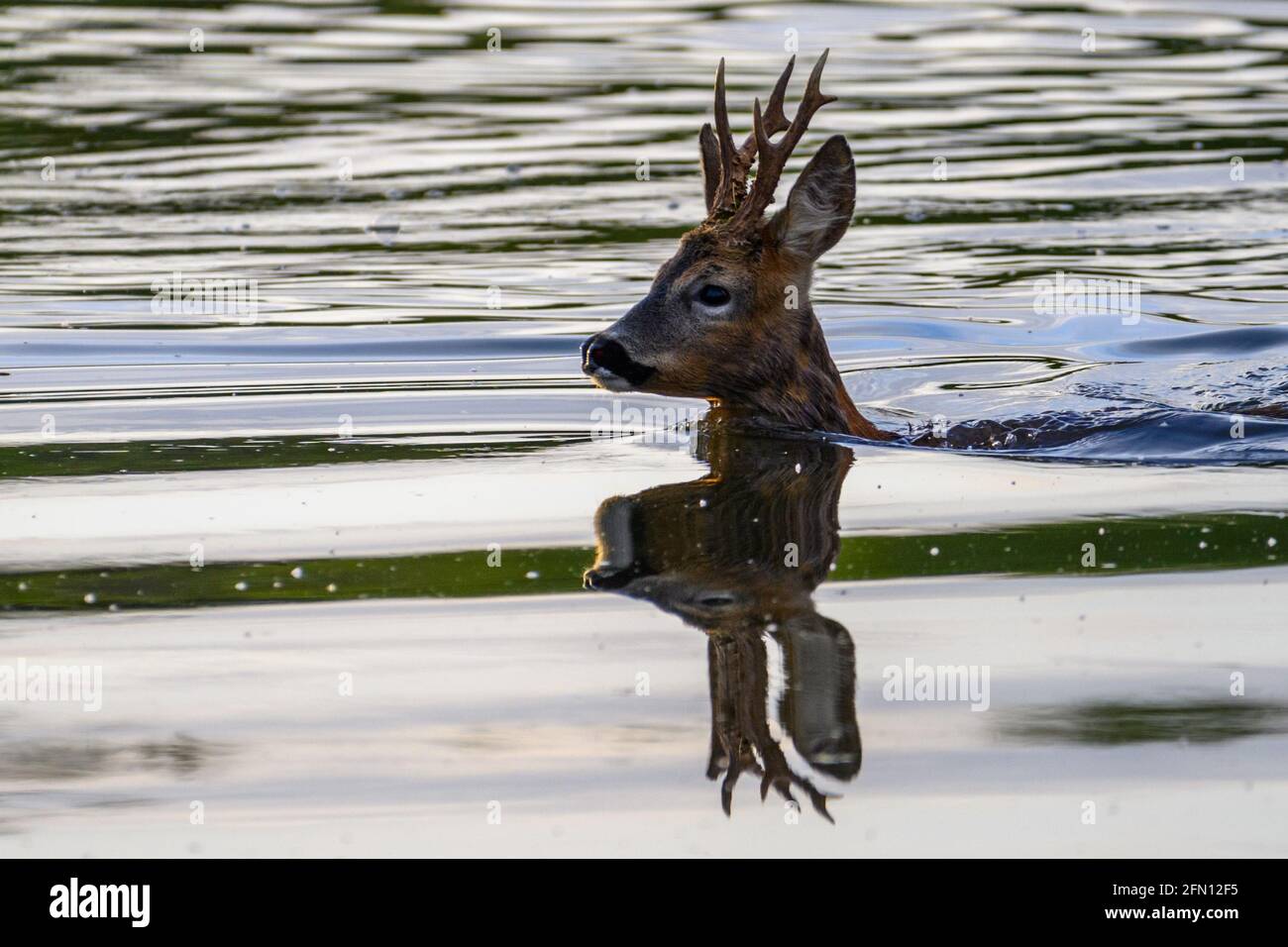 Deer swimming hi-res stock photography and images - Alamy
