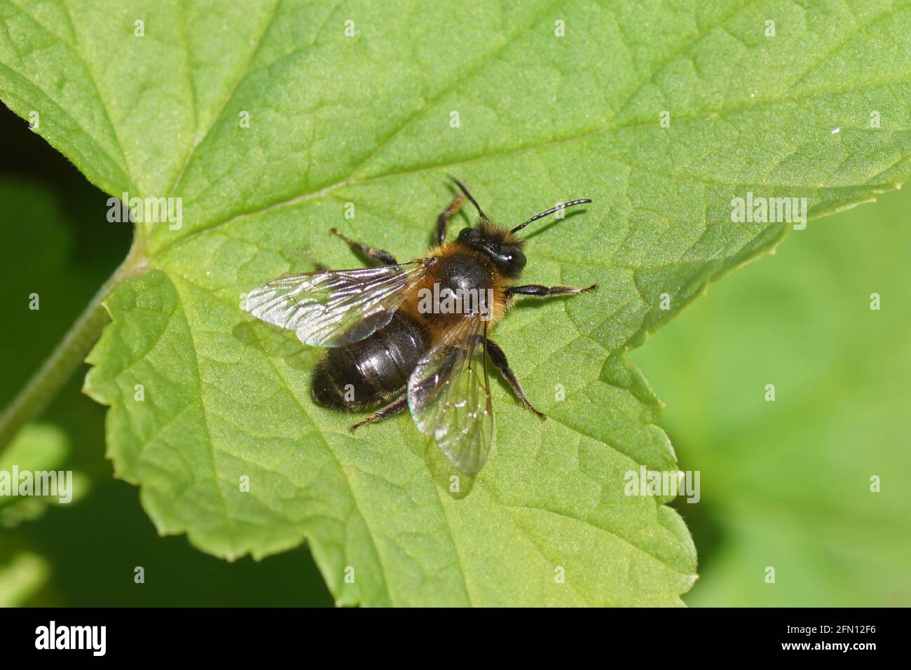 Mining bees hi-res stock photography and images - Alamy