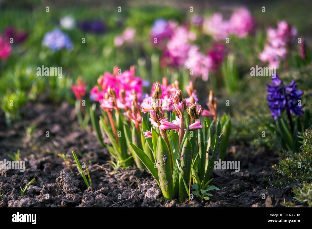 A flower bed of colorful hyacinths in early spring in a morning light ...
