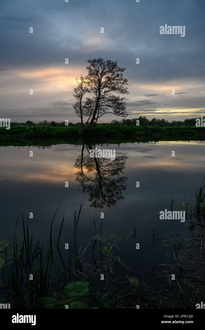 Sunset by the river Avon with a single tree reflected Stock Photo - Alamy
