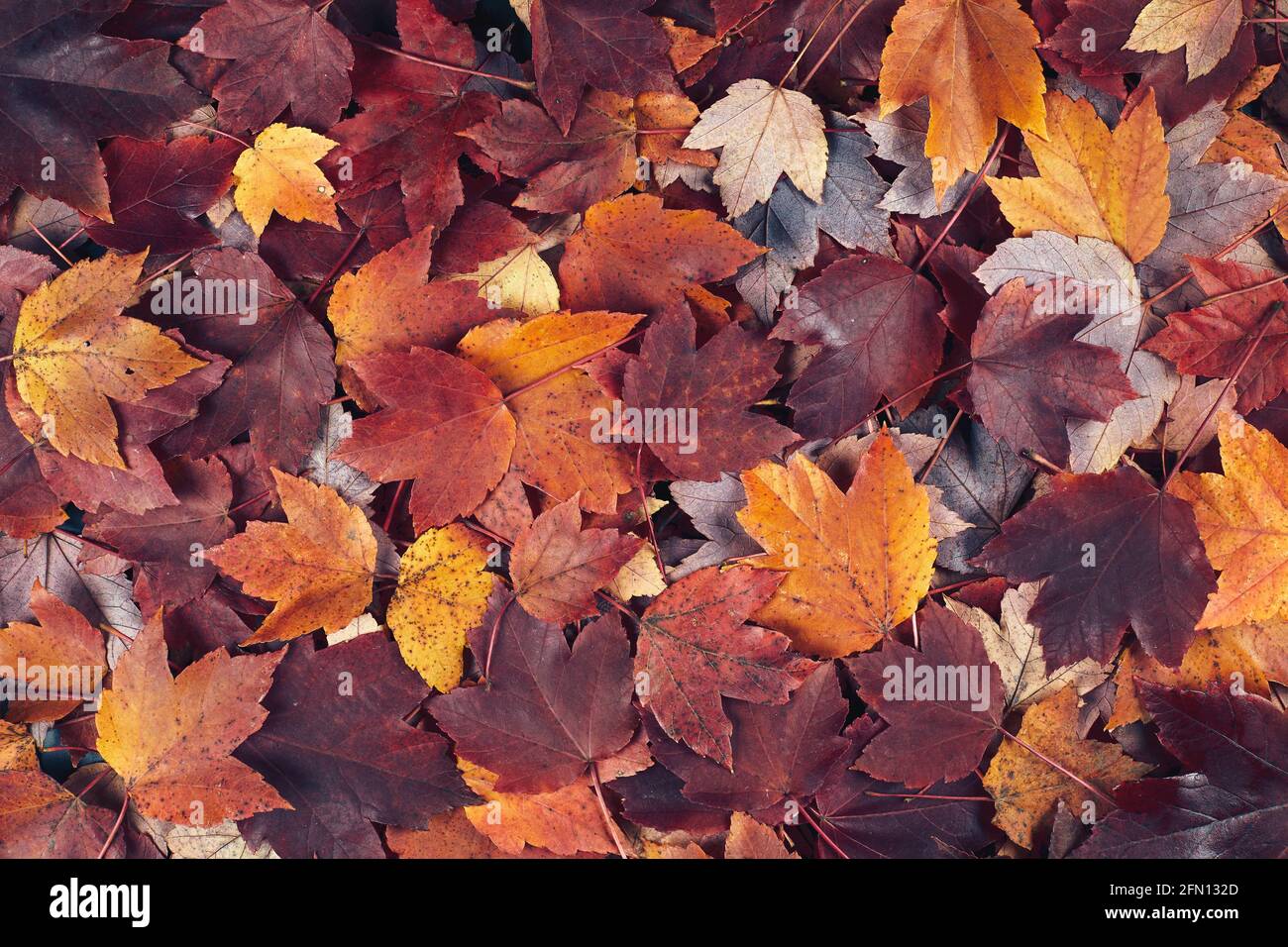 fall maple leaves background Stock Photo - Alamy